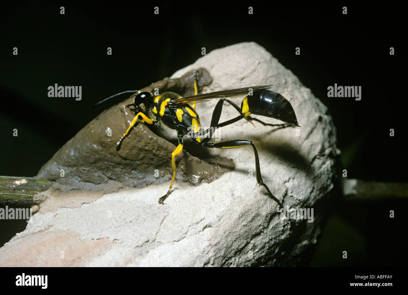 Wasp mud dauber nest hi-res stock photography and images - Alamy