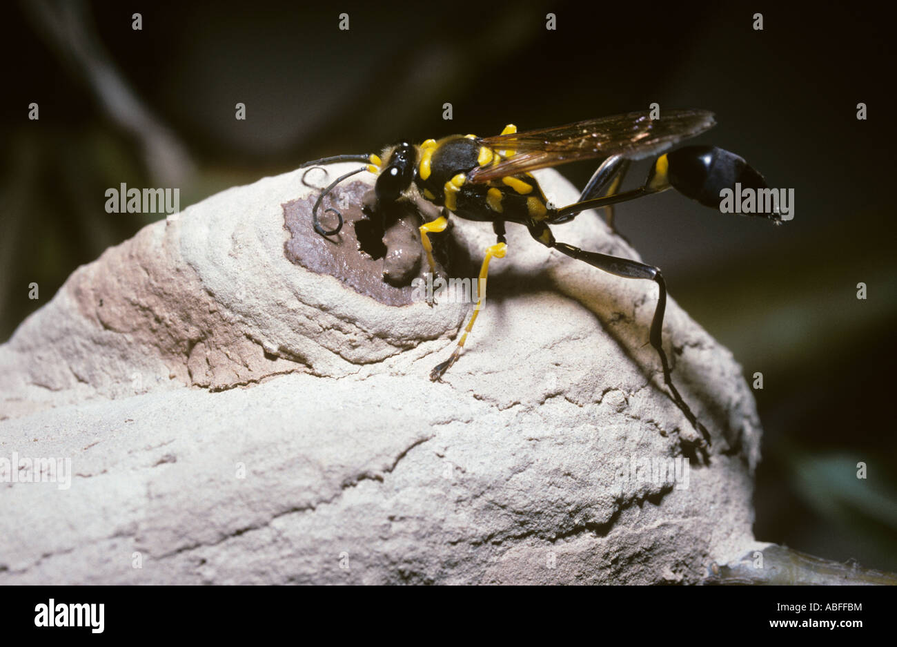 Mud dauber wasp Sceliphron fistularum Sphecidae sealing her nest in ...