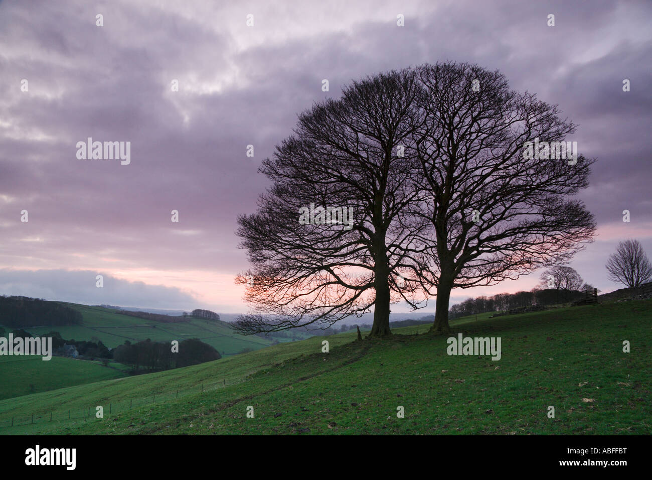 Sycamore trees, Alsop en le Dale near Ashbourne, Peak District National ...