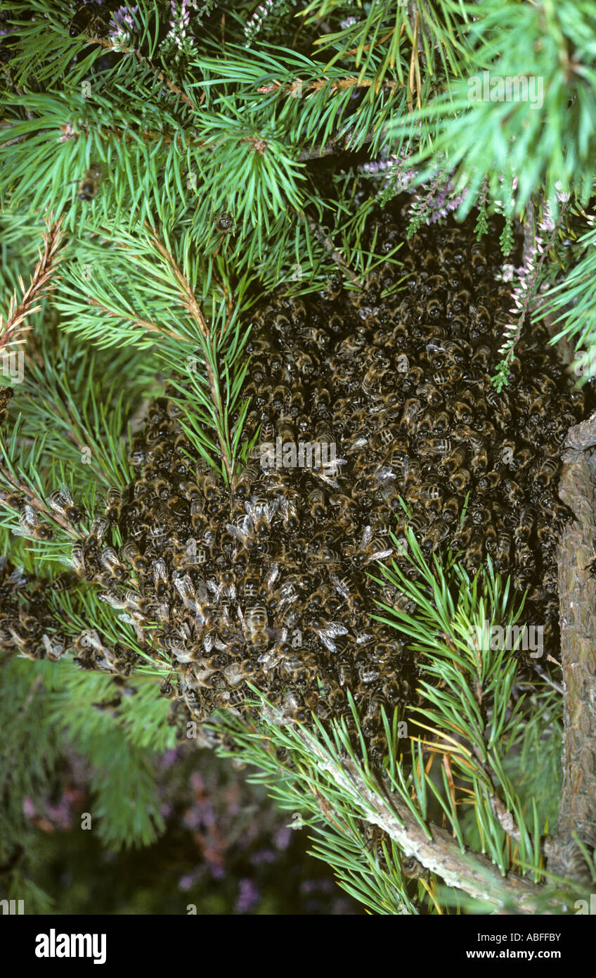 Bee Hive Honey Swarm Tree Stock Photos & Bee Hive Honey Swarm Tree ...