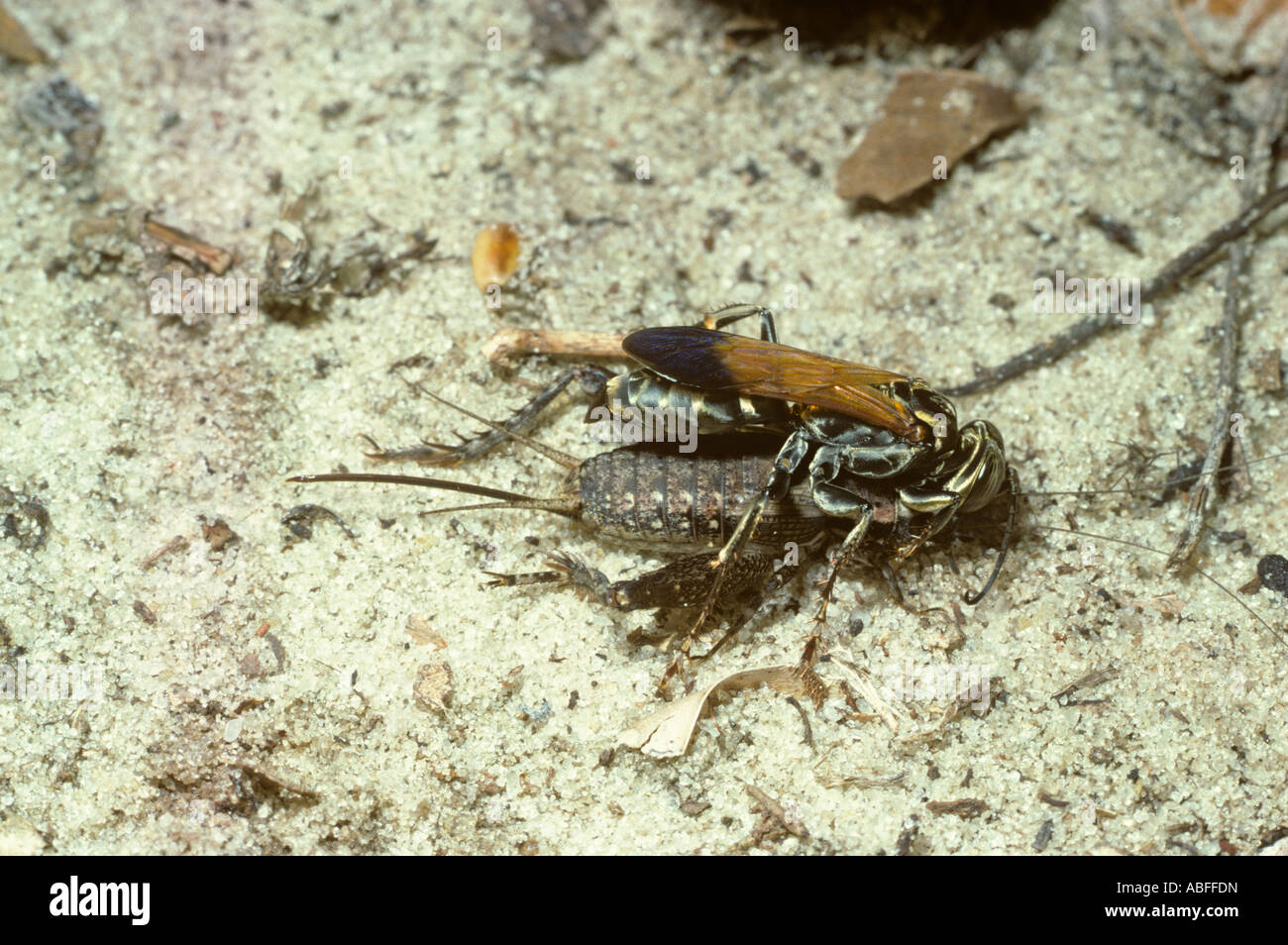 Liris hi-res stock photography and images - Alamy