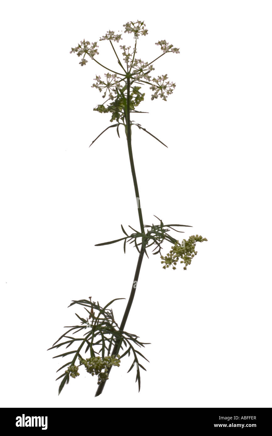 Pignut conopodium majus hi-res stock photography and images - Alamy