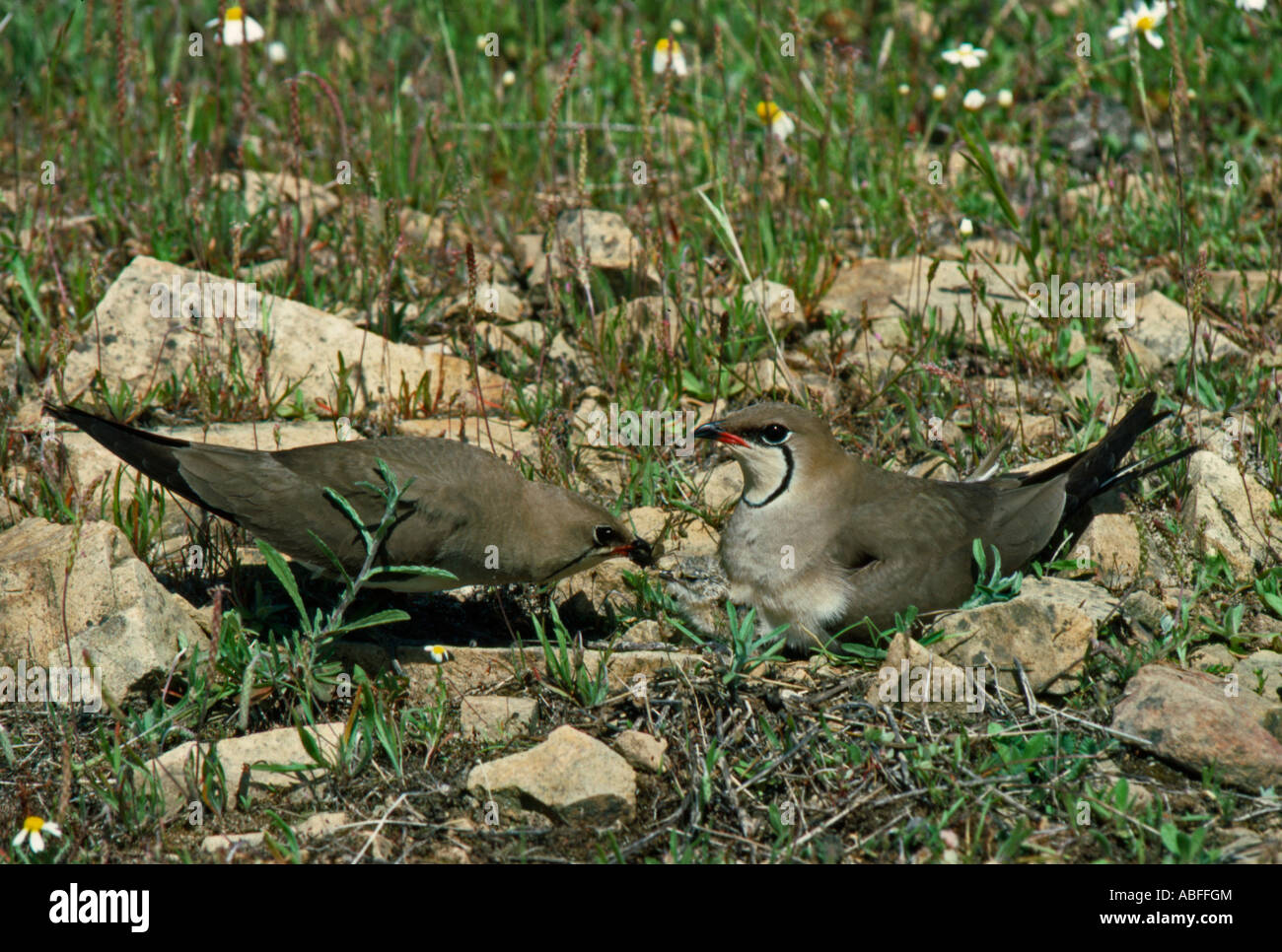 Pratincole Pair at nest with chick Portugal Stock Photo - Alamy