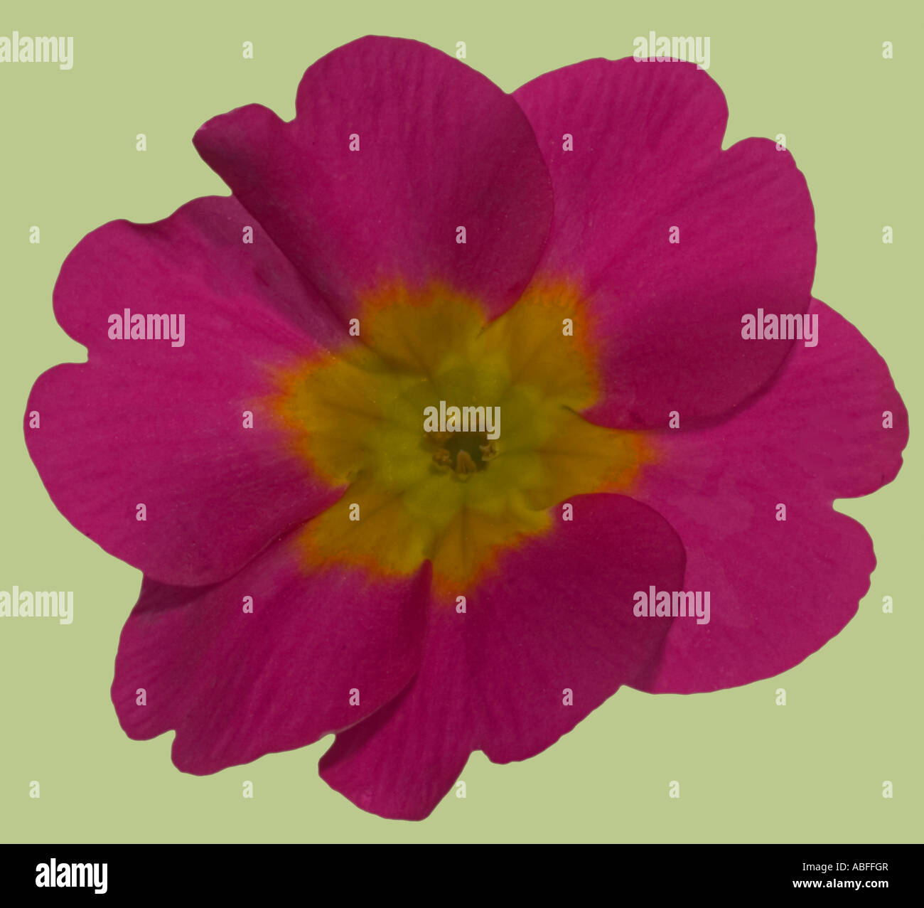 Primrose Primula Cutout. Macro flowerhead Surrey England April Stock ...