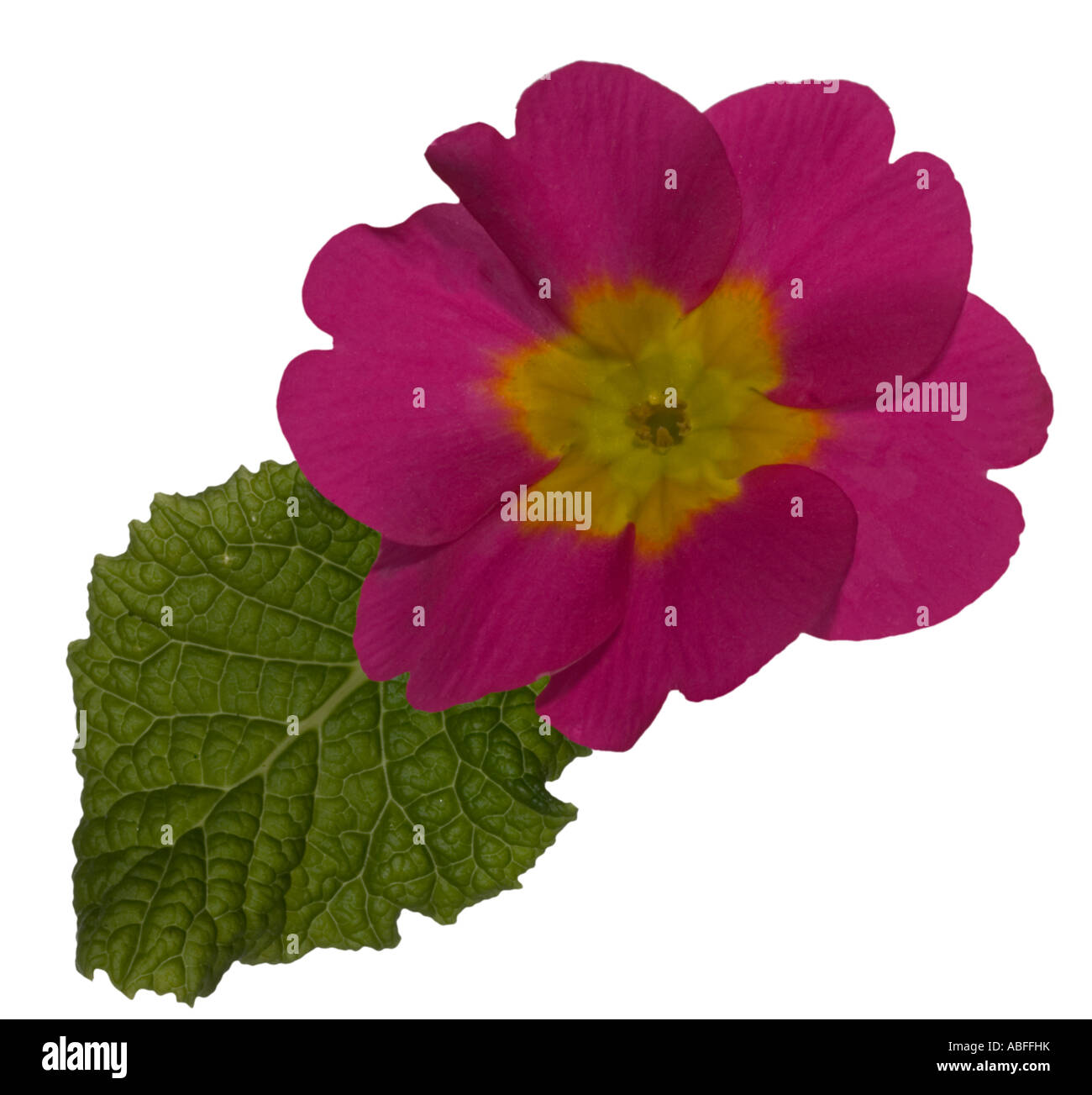 Primrose Primula. Flower & Leaf Cutout Surrey England Stock Photo - Alamy