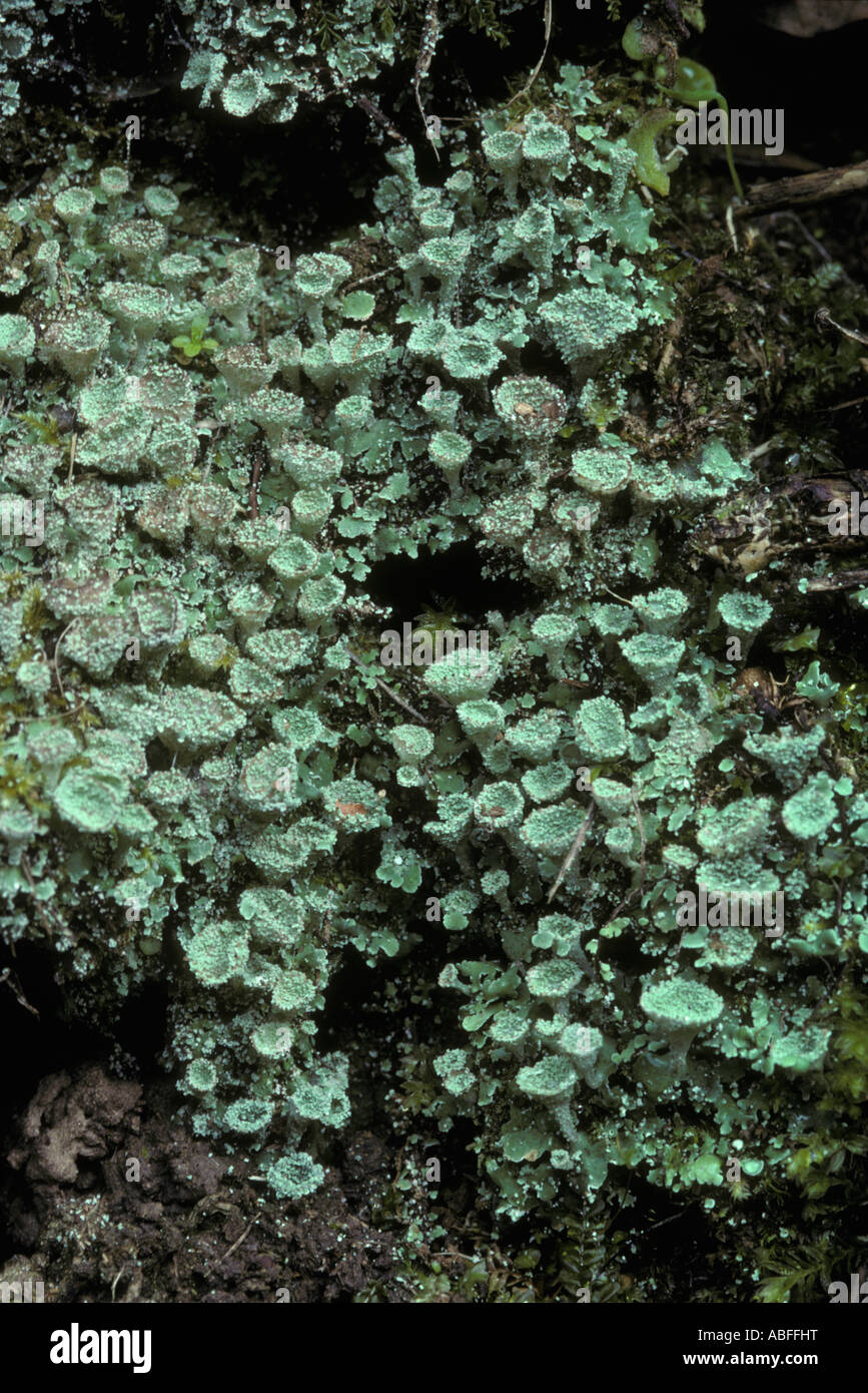 Pyxidata hi-res stock photography and images - Alamy