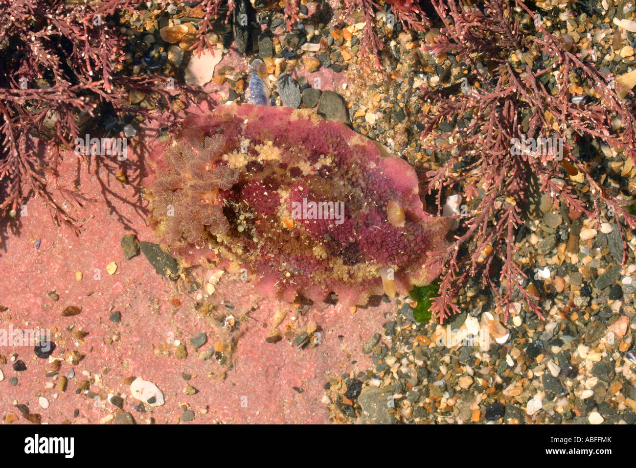 Sea lemon Archidoris pseudoargus sea slug pink form in a rockpool UK ...