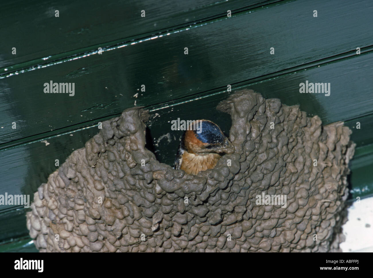 Red-rumped Swallow nest building Portugal Stock Photo - Alamy