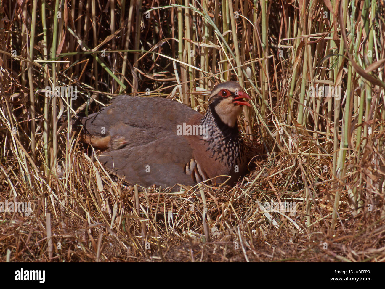 Red legged Partridge at nest Stock Photo - Alamy