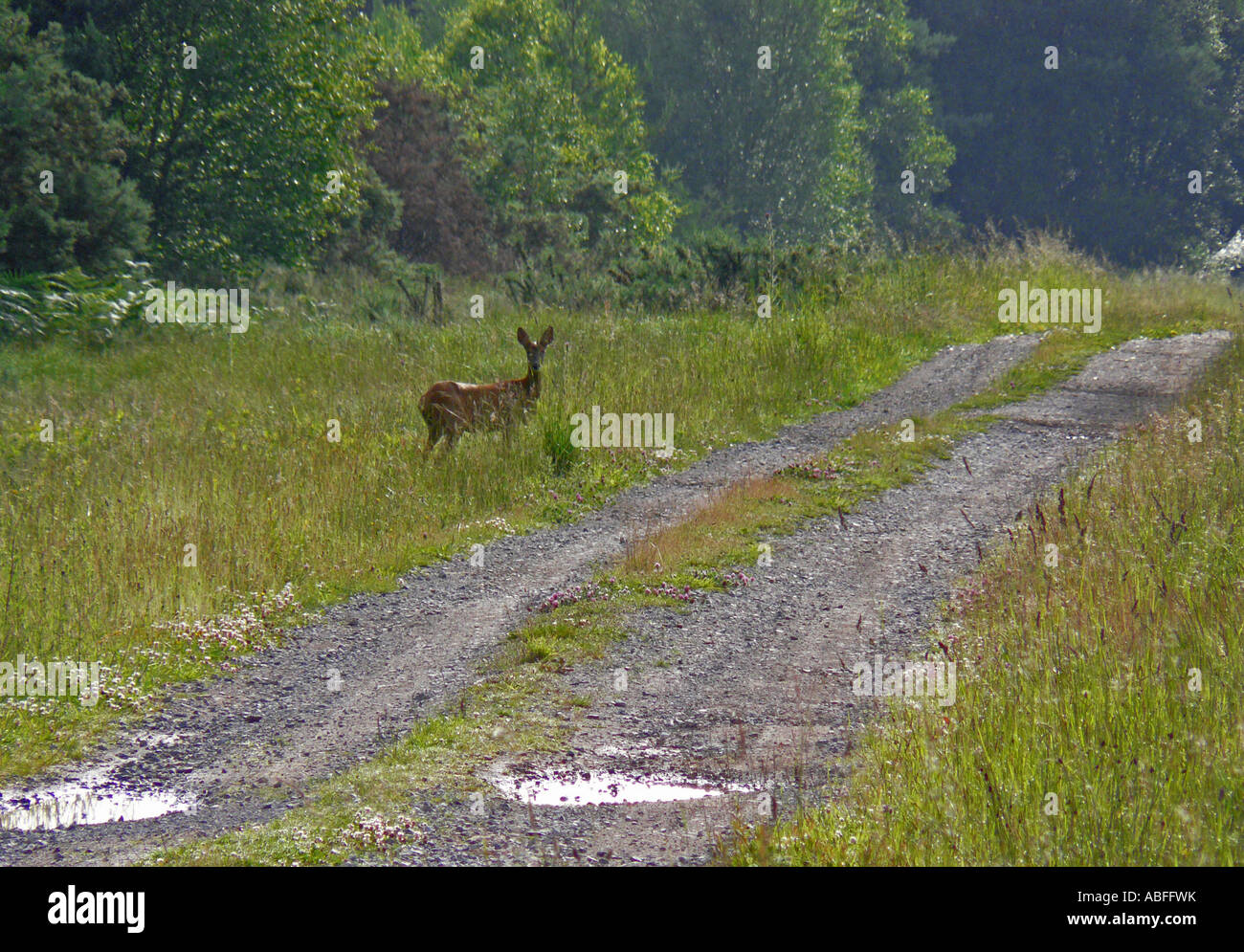 Roe deer southern england hi-res stock photography and images - Alamy