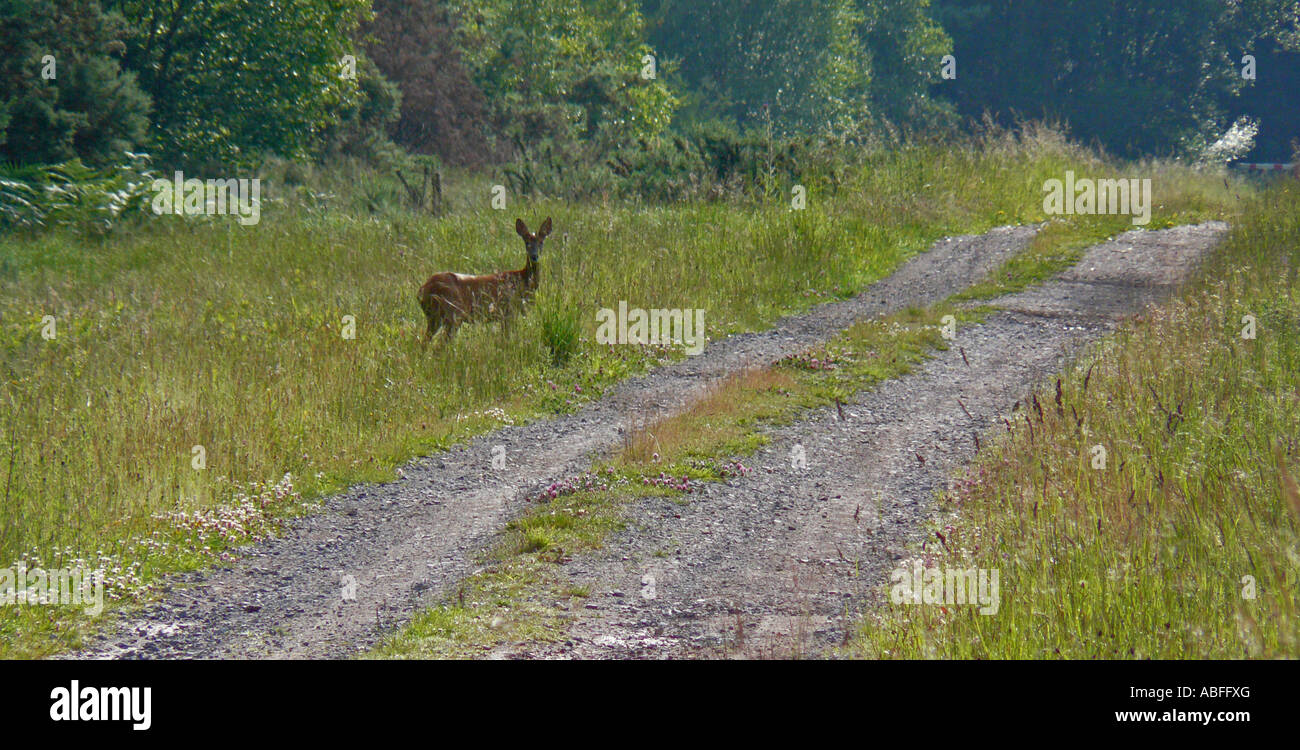 Roe Deer. Doe on grassy verge MoD southern heath ranges Surrey England ...