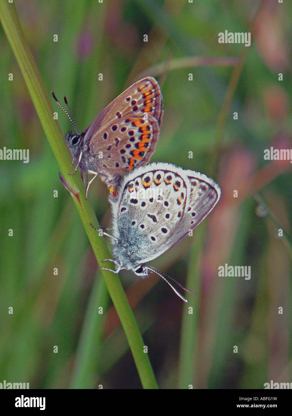 Silver-studded BlueButterfly. Male and female mating Mid June Stock ...