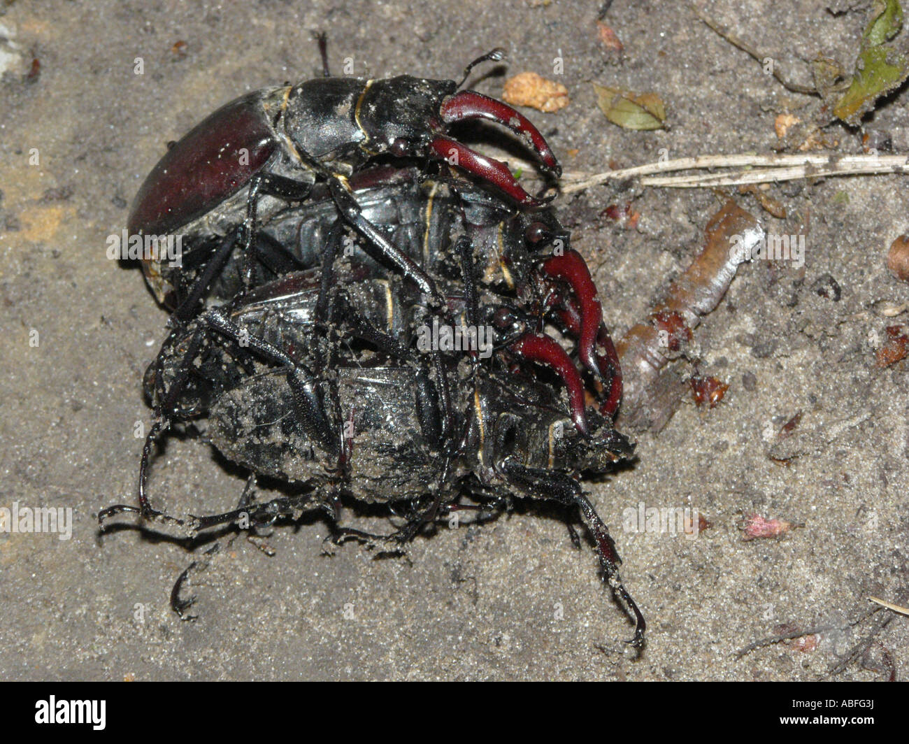Stag Beetles in mating conflict Stock Photo - Alamy