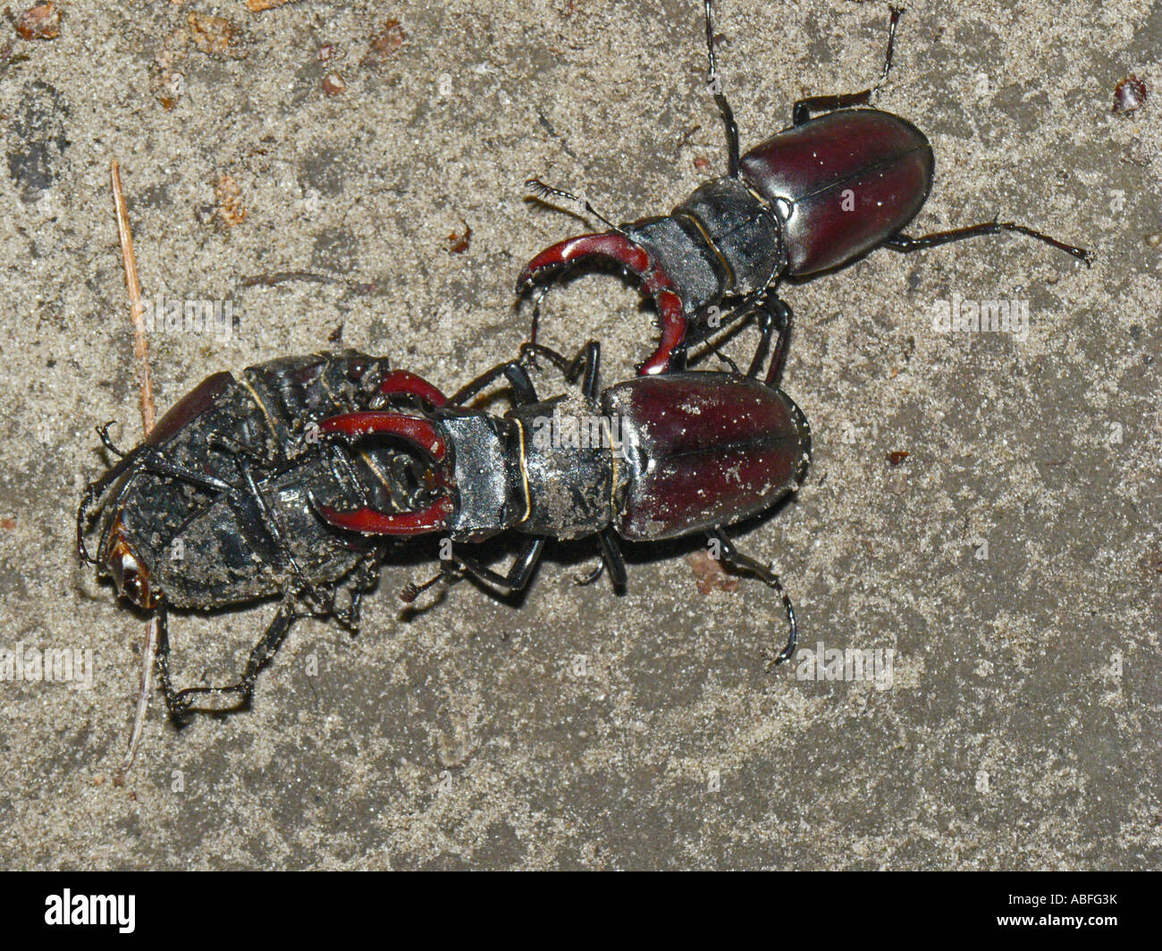 Stag Beetles in mating conflict. Group in Conflict Stock Photo - Alamy