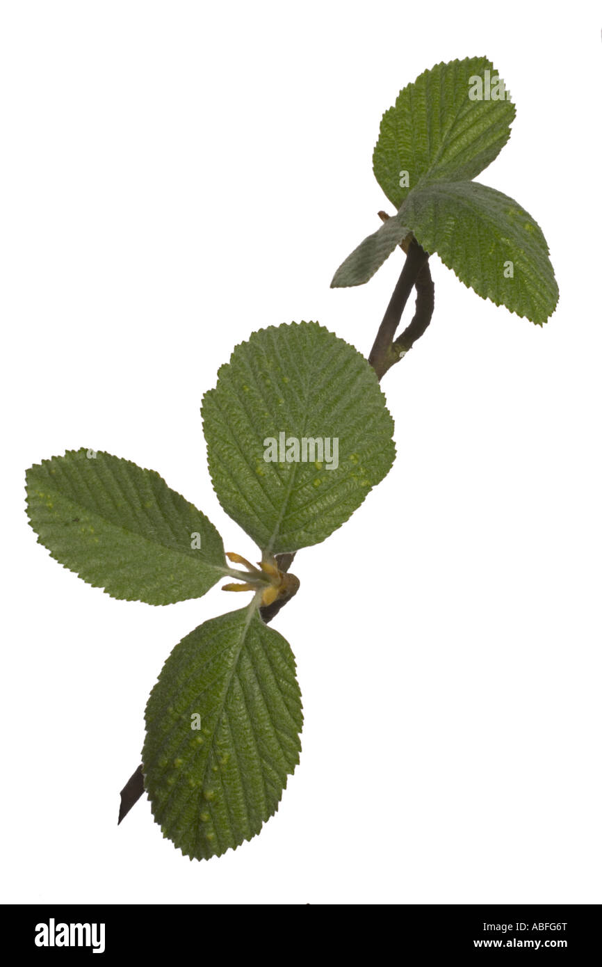 Whitebeam Sorbus aria leaves cutout. Young Whitebeam leaves Surrey ...