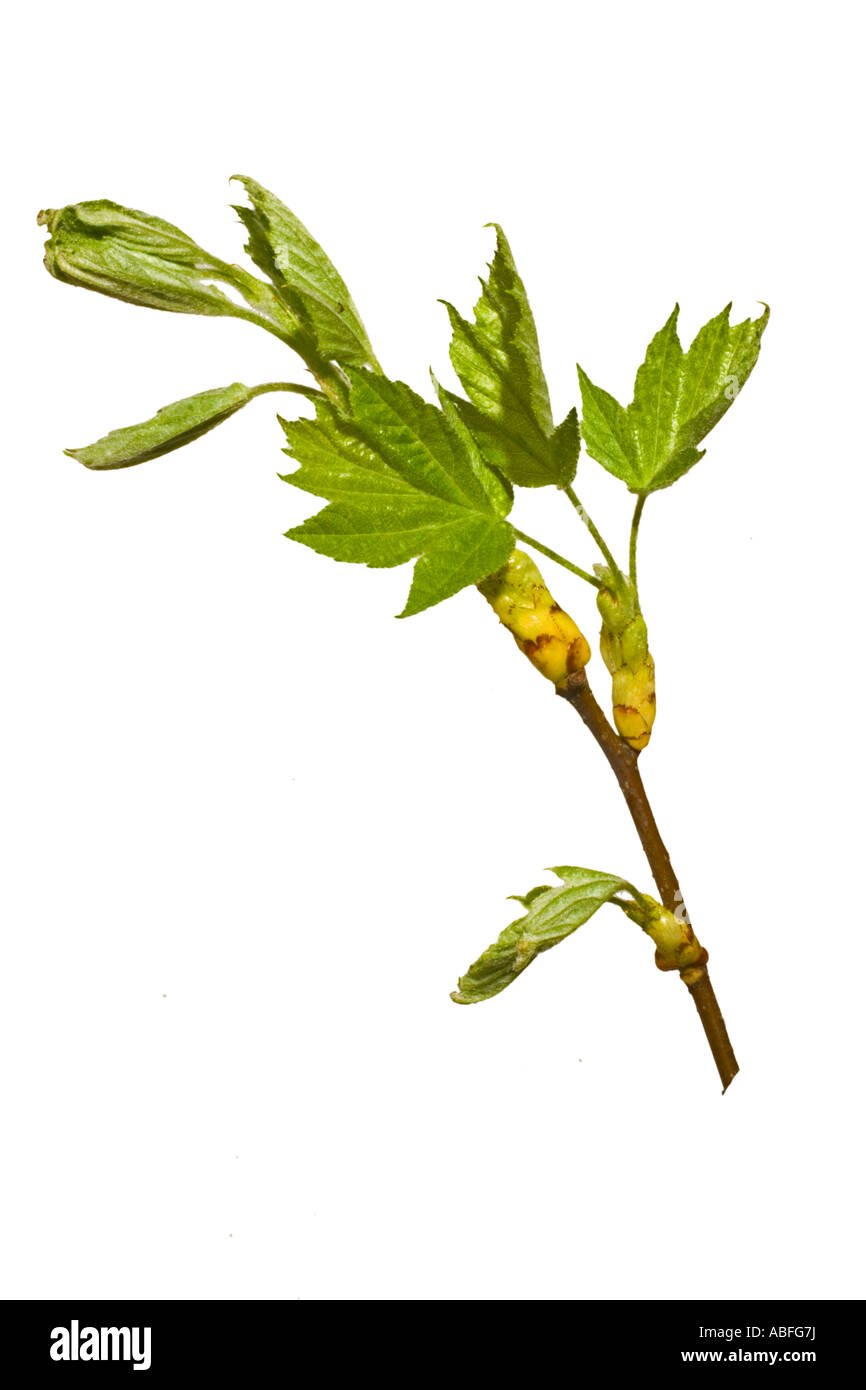 Wild Service Tree leaves Cut-out on clear background Surrey April Stock ...