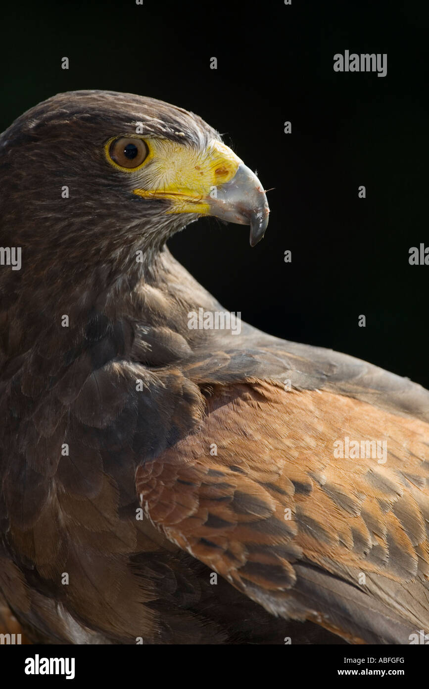 Hawk bird hi-res stock photography and images - Alamy