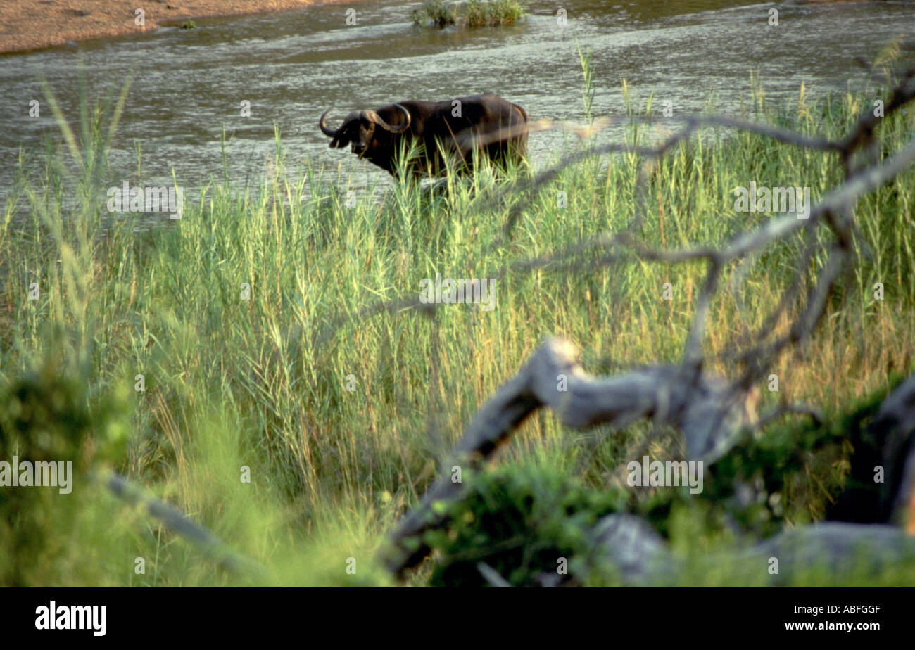 Water Buffalo nr Sabi River Lion Sands game reserve nr Kruger National ...