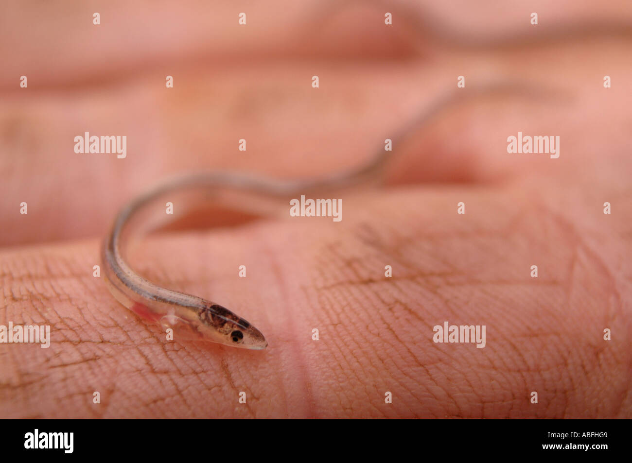 Elver eels hi-res stock photography and images - Alamy