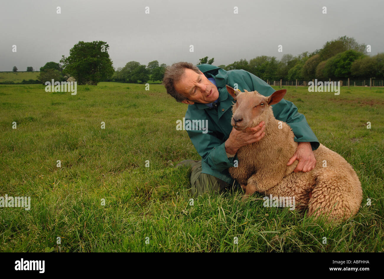 A vet pictured working in a field looking at a sheep Stock Photo - Alamy