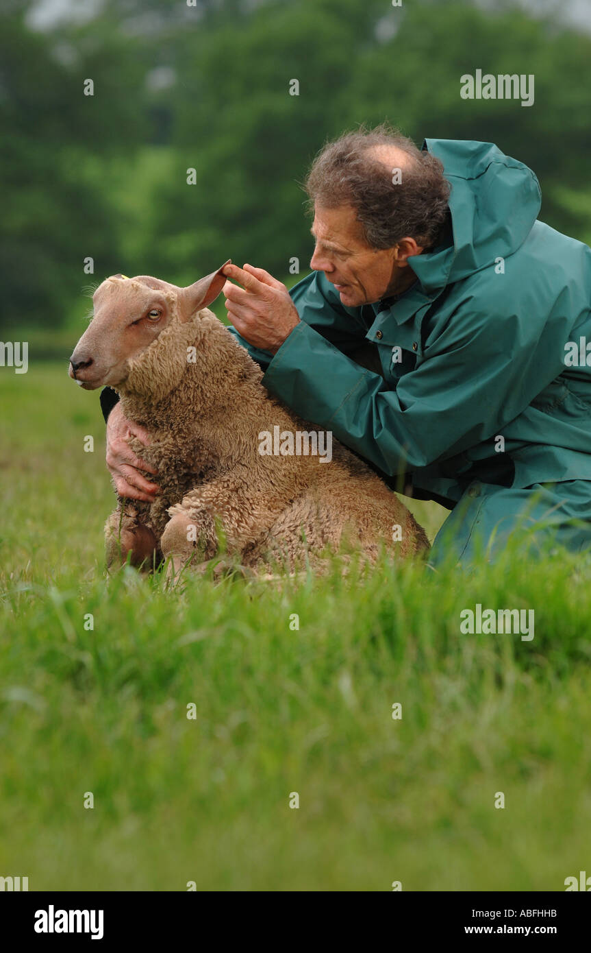 A vet pictured working in a field looking at a sheep Stock Photo - Alamy
