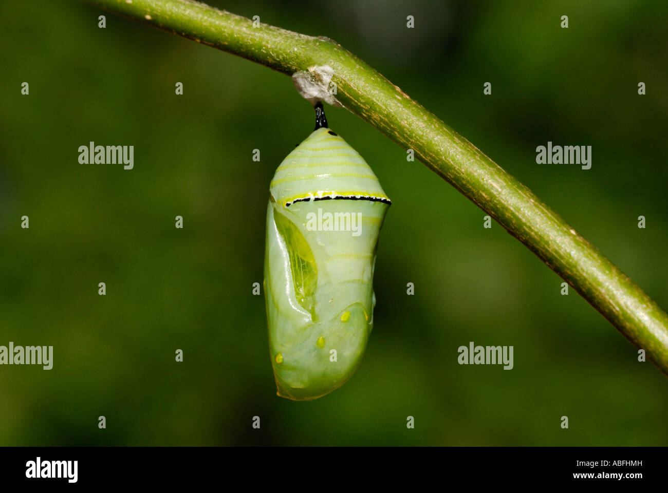 Monarch butterfly Danaus plexippus pupa hanging from a milkweed ...