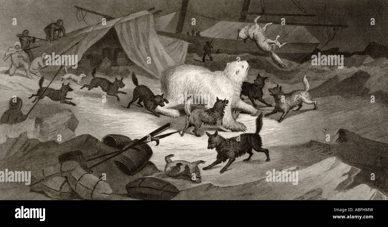 Illustration american black bear hi-res stock photography and images ...