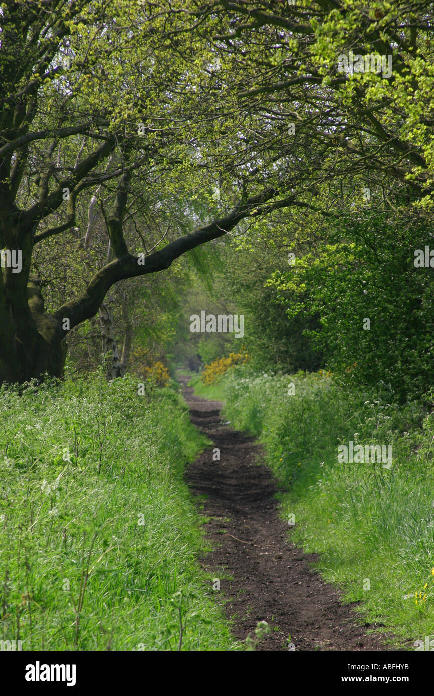 Pathway through woods, Wimbledon Common, London, UK Stock Photo - Alamy