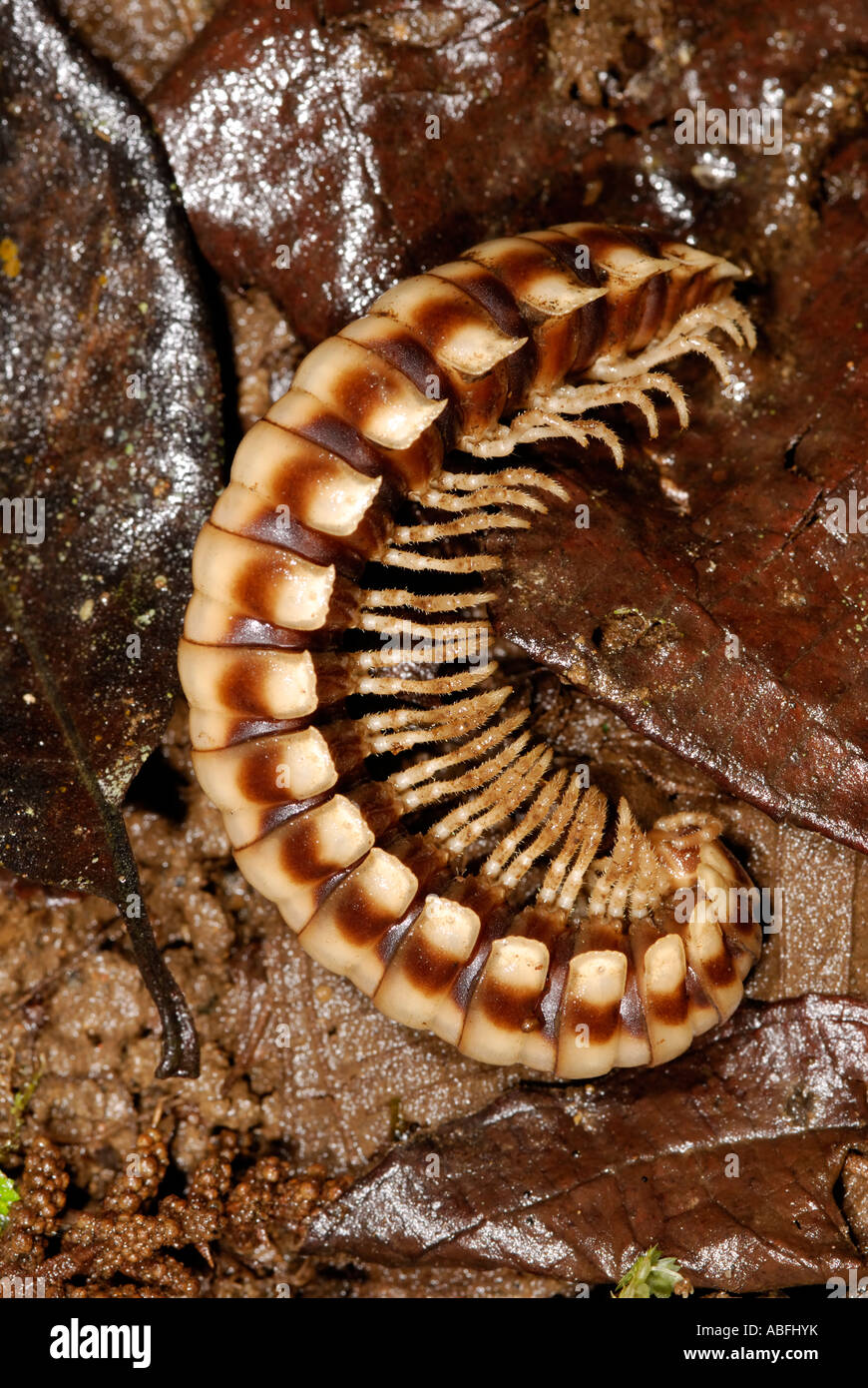 Detritivore hi-res stock photography and images - Alamy