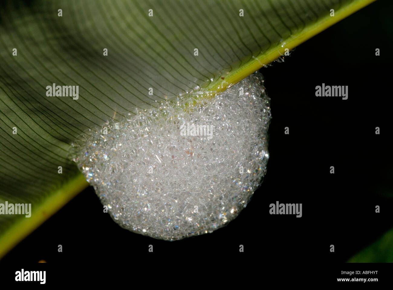 Froth from Spit Bug or Spittle Bug Stock Photo - Alamy