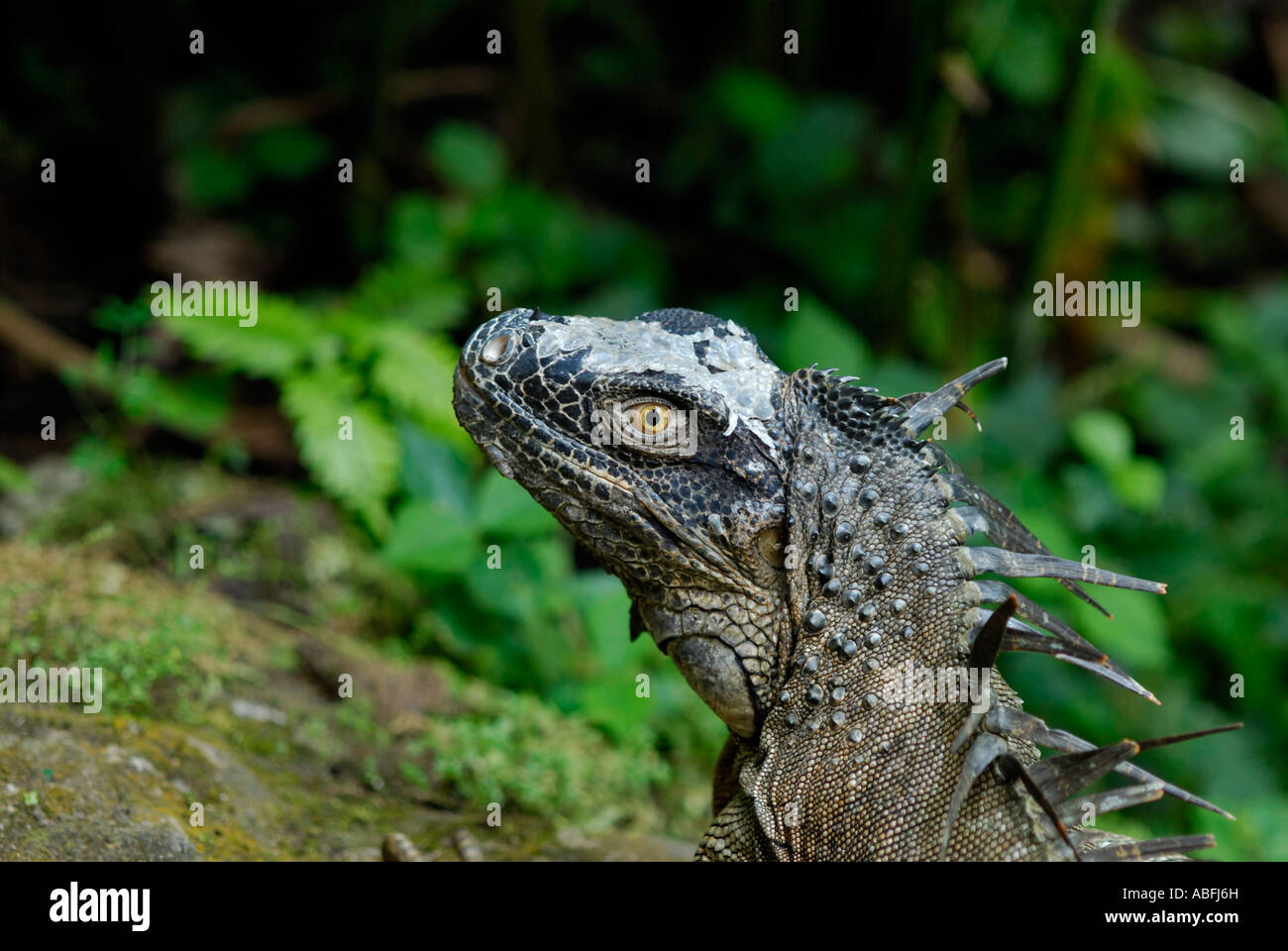 Green Iguana, Iguana iguana, in secondary rainforest near Chilamate ...