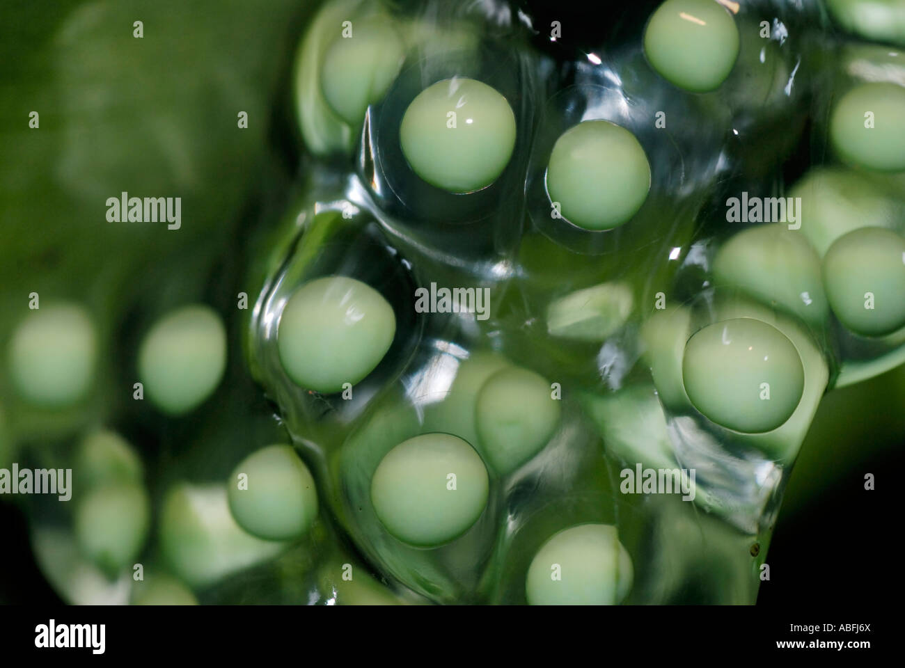 Frog life cycle hi-res stock photography and images - Alamy