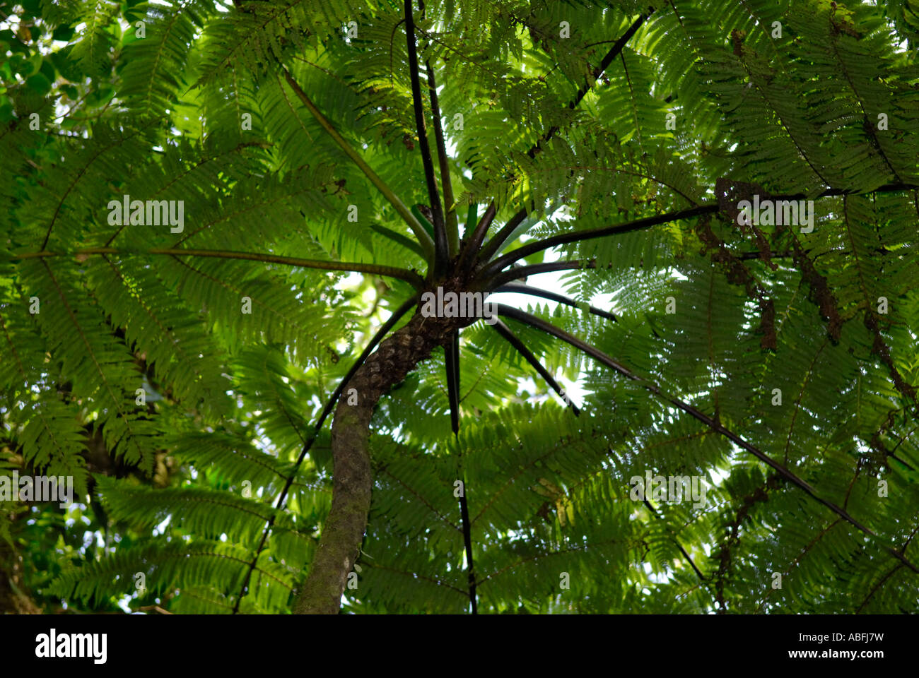 Cloudforest tree fern, costa rica Stock Photo - Alamy