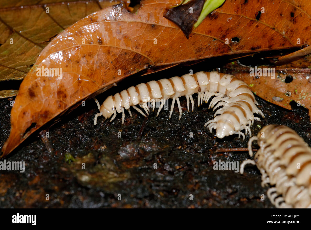 Class Diplopoda Examples