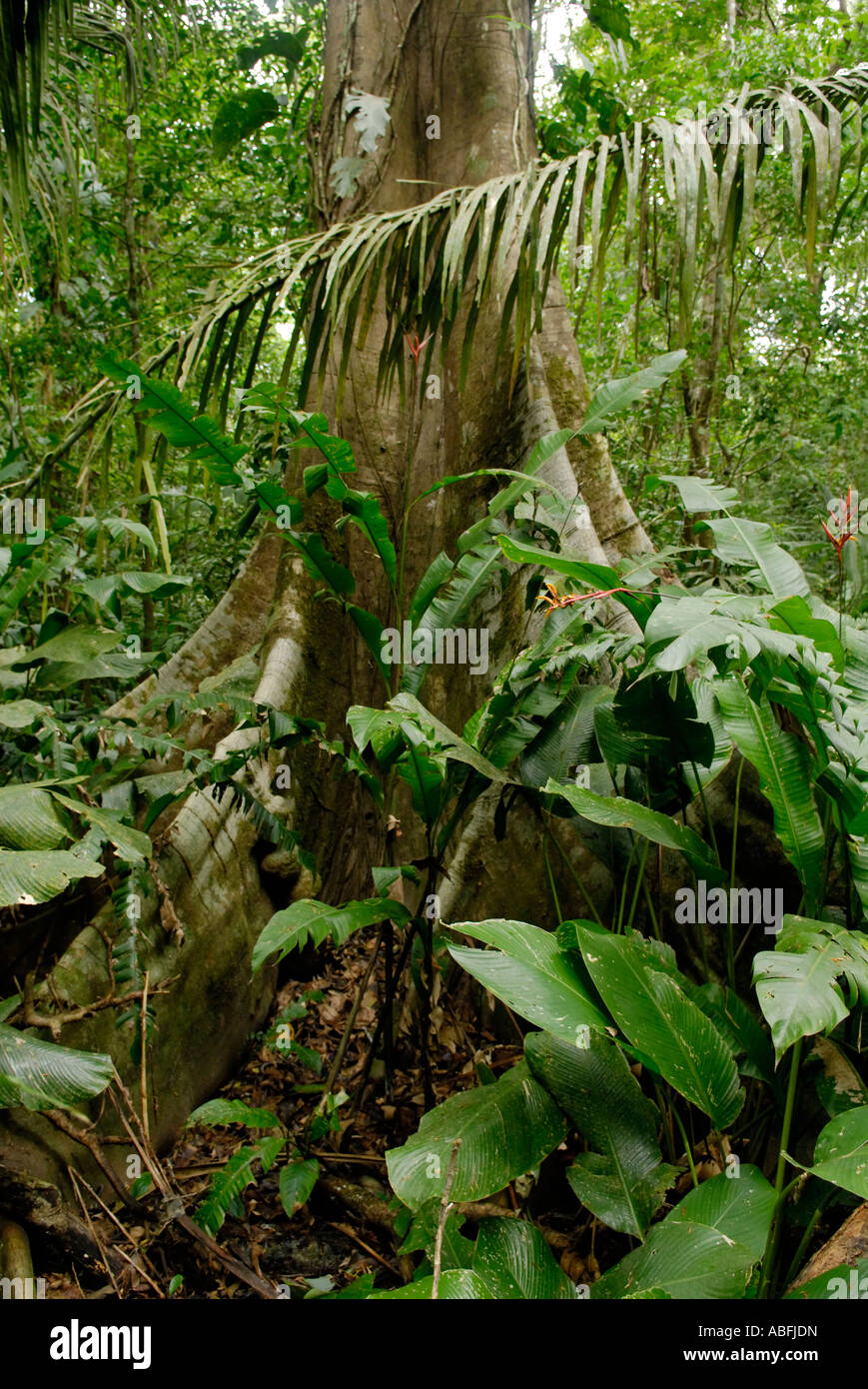 Rainforest Trees Names