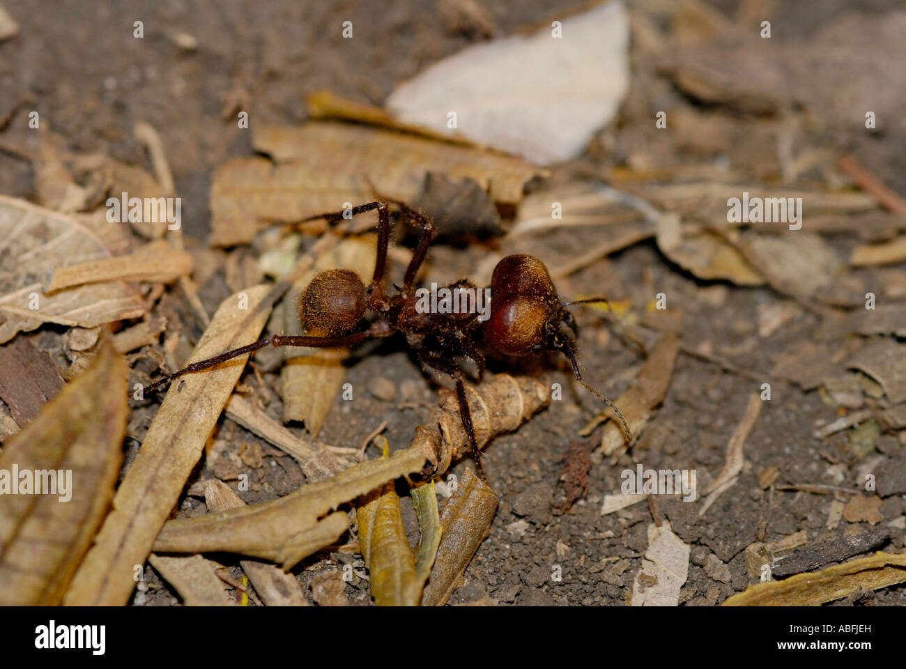 Soldier ant from a "leaf cutter" colony Stock Photo - Alamy