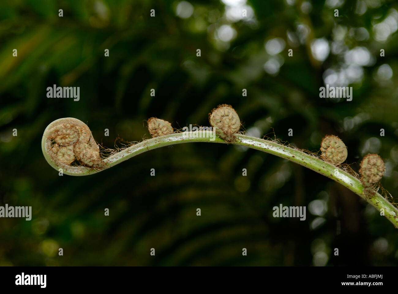 Fern fiddlehead, tropical cloudforest, Costa Rica Stock Photo - Alamy