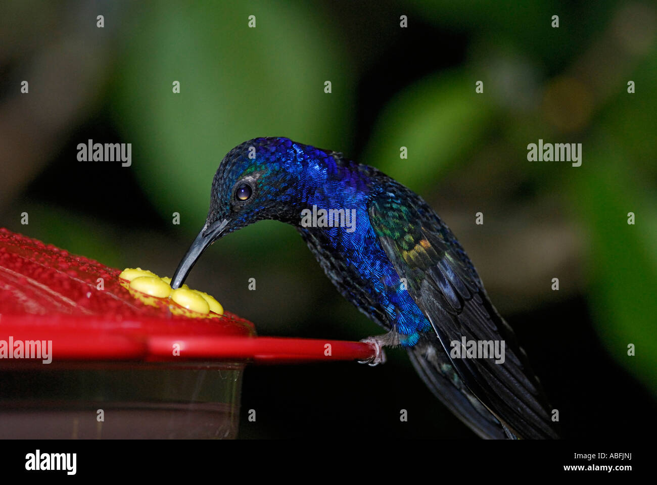 Violet Sabrewing, Campylopterus hemileucurus, hummingbird at feeder ...