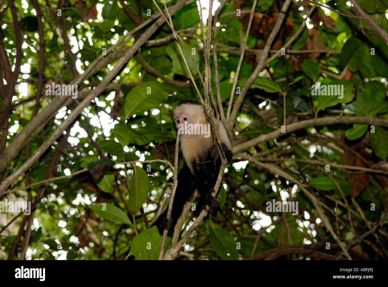 Organ Grinder Monkey Stock Photos & Organ Grinder Monkey Stock Images ...