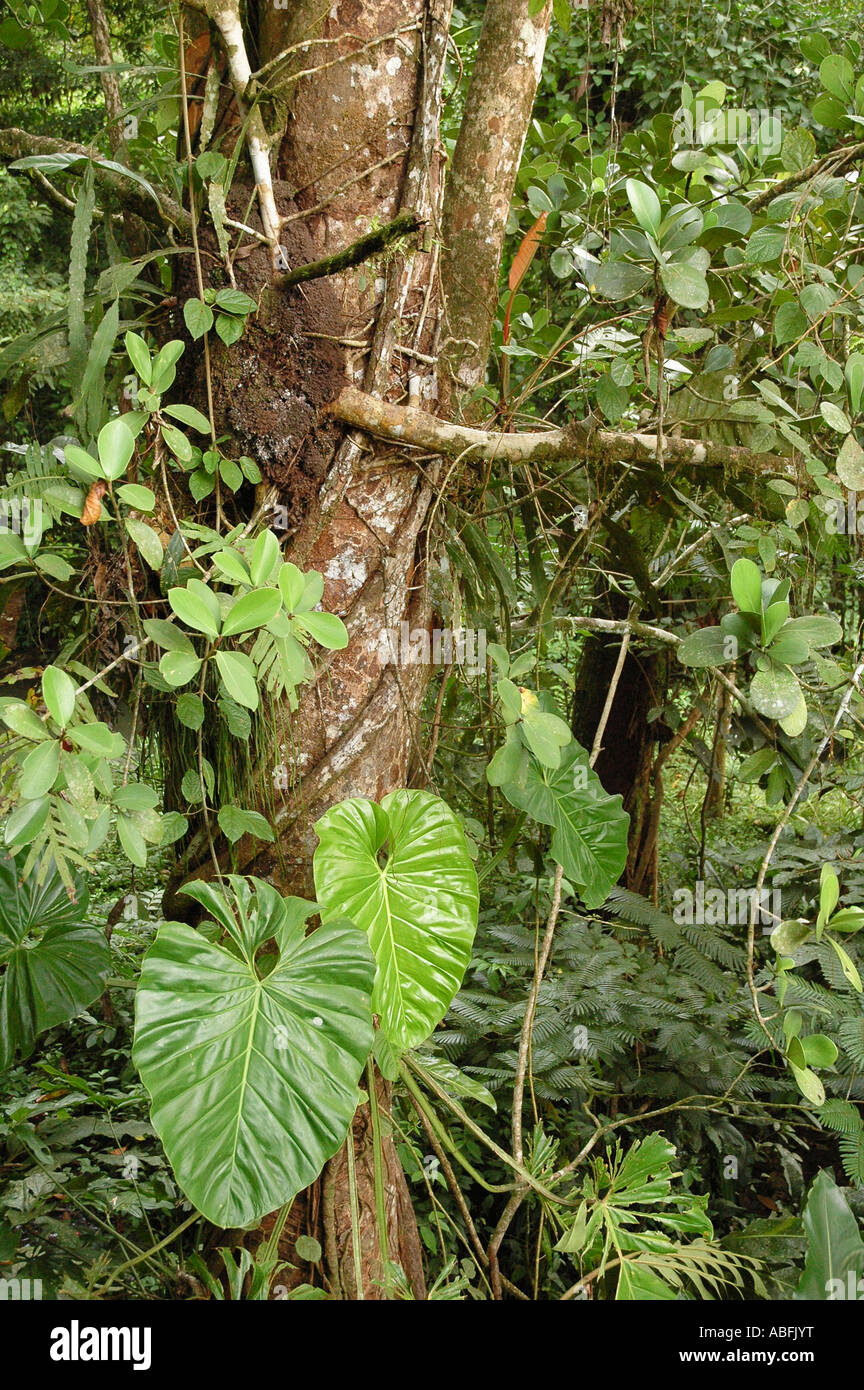Vines In The Tropical Rainforest
