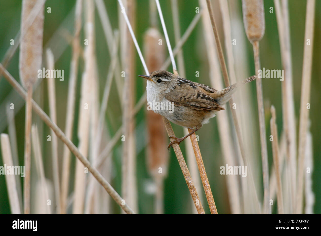 Birds songbirds wrens perch hi-res stock photography and images - Alamy