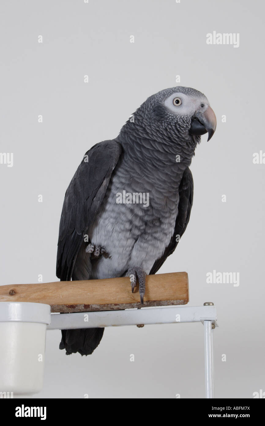 grey african parrot sitting on perch Stock Photo - Alamy