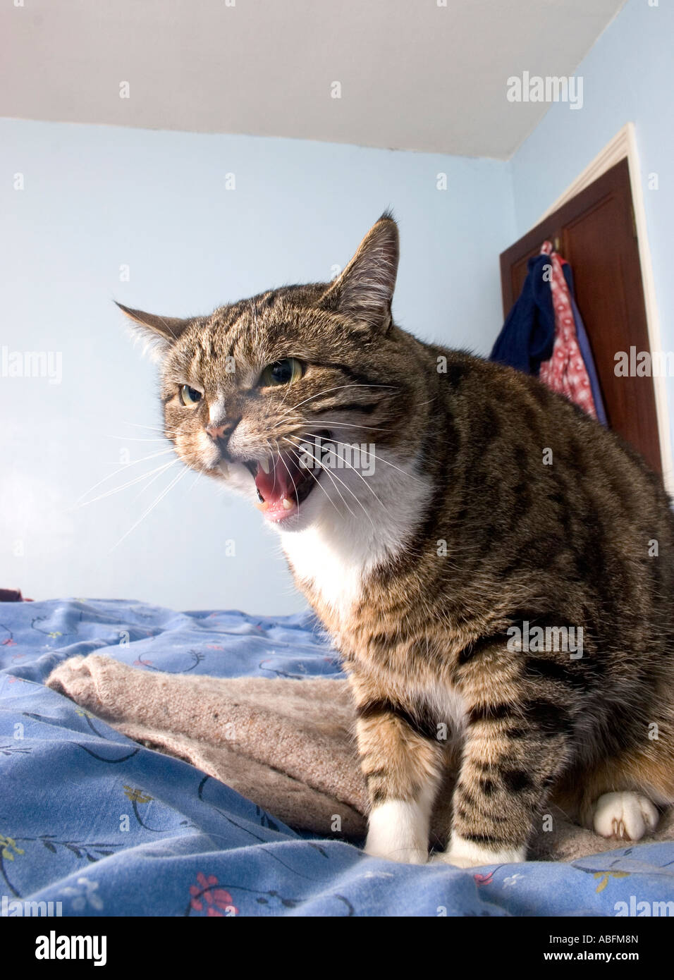 Aggressive cat hi-res stock photography and images - Alamy