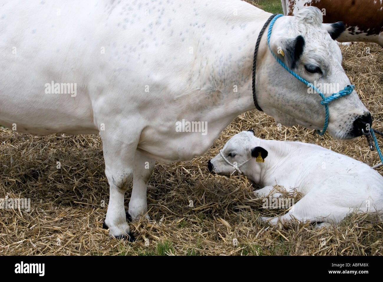 Bull british museum hi-res stock photography and images - Alamy