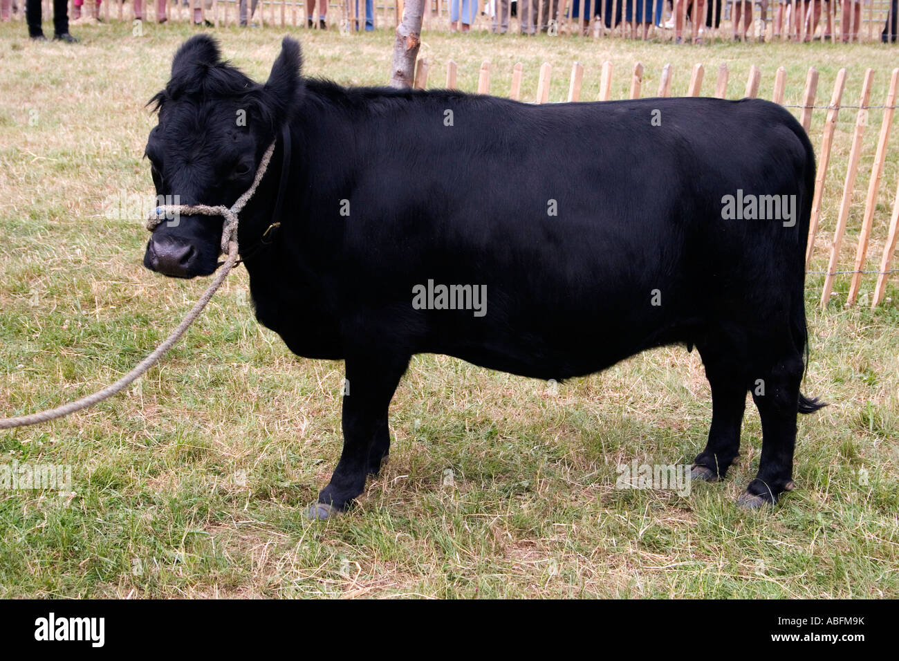 Dexter bull hi-res stock photography and images - Alamy