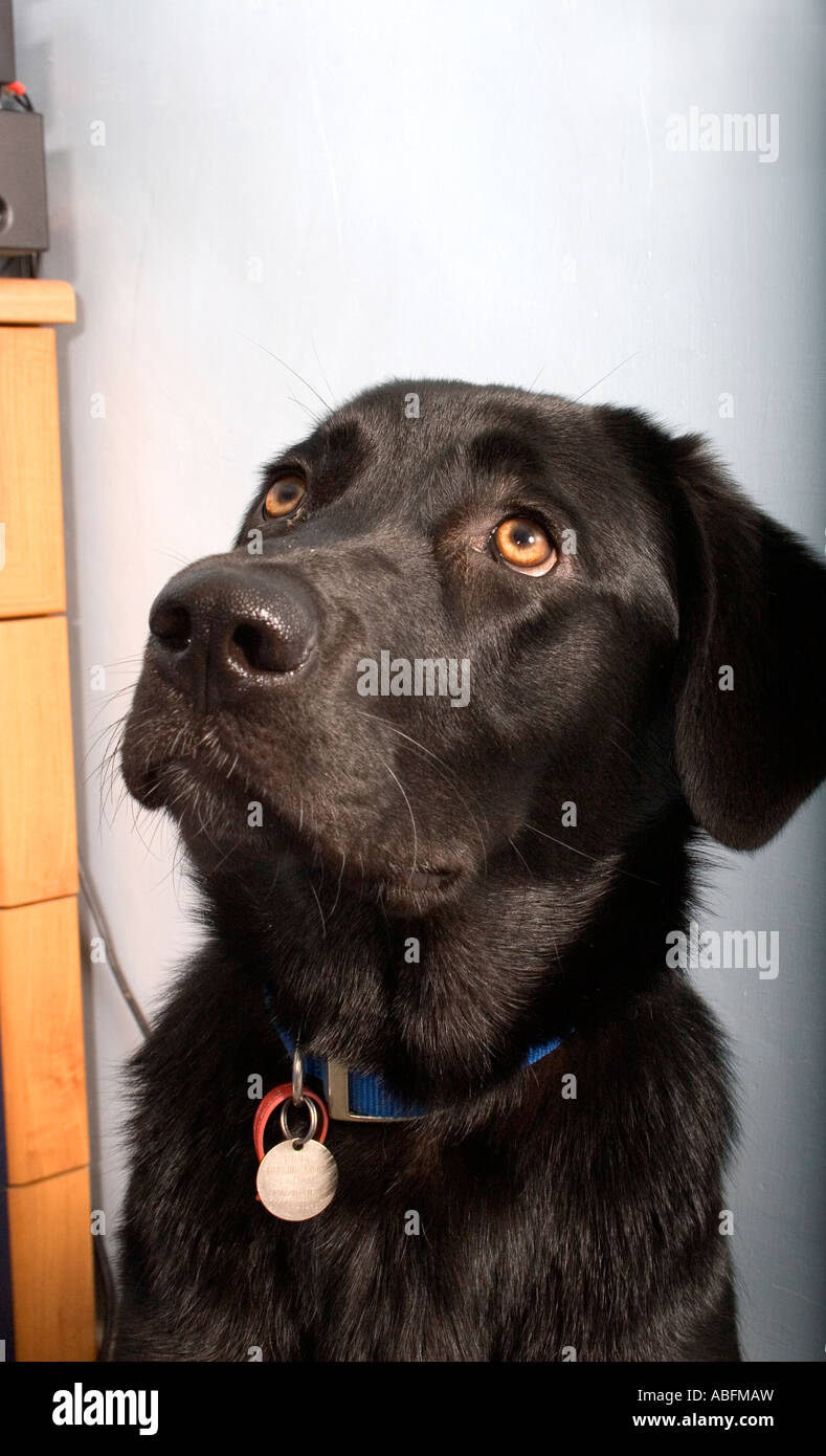 portrait face of Black labrador cross pup aged 9 mnths Stock Photo - Alamy