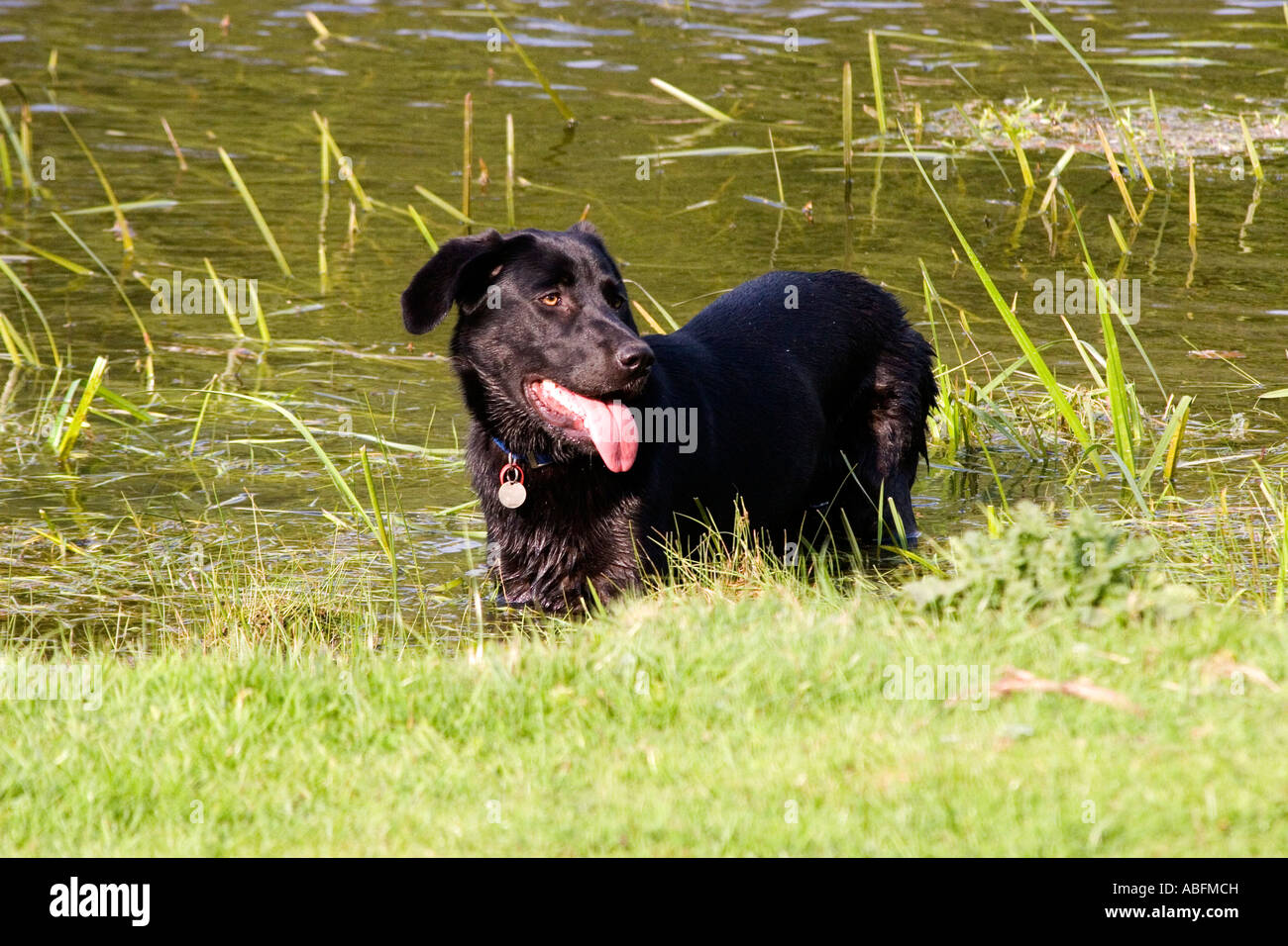black labrador cross pup standing in river Stock Photo - Alamy