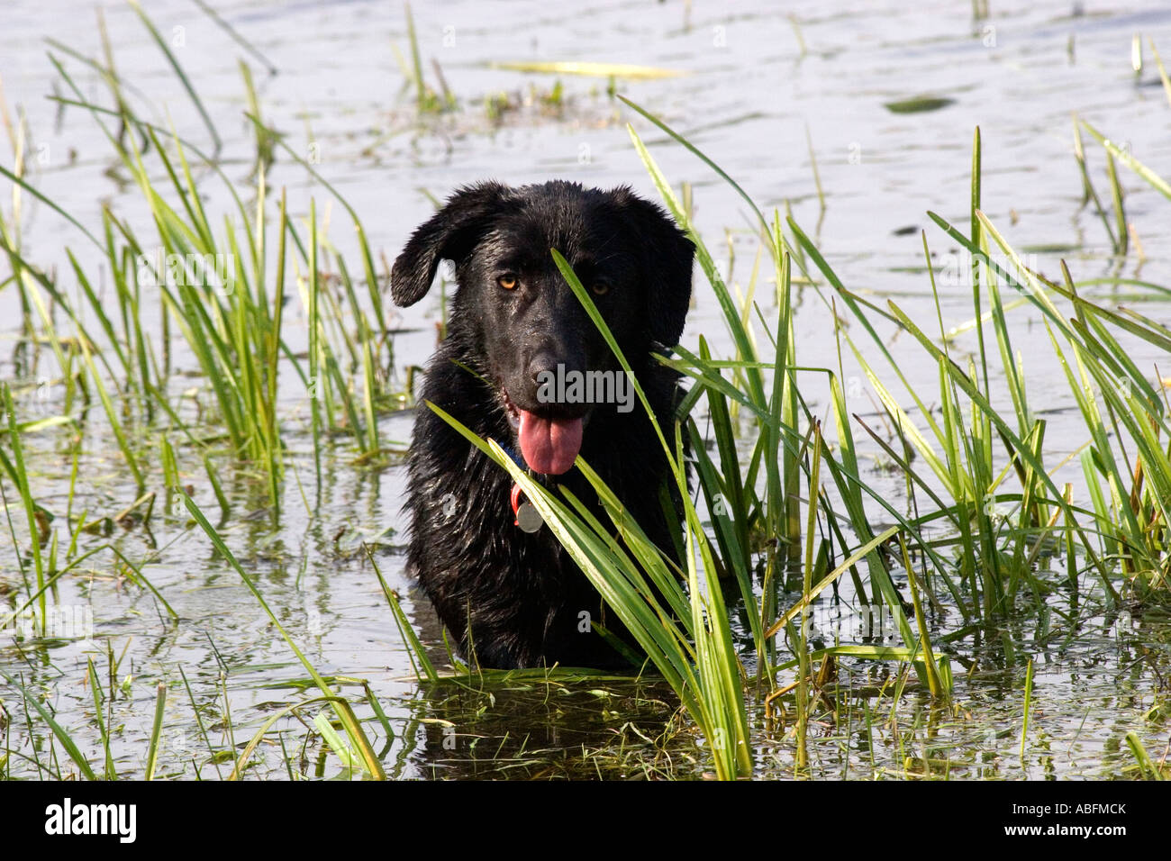 portrait black labrador cross pup standing in river Stock Photo - Alamy