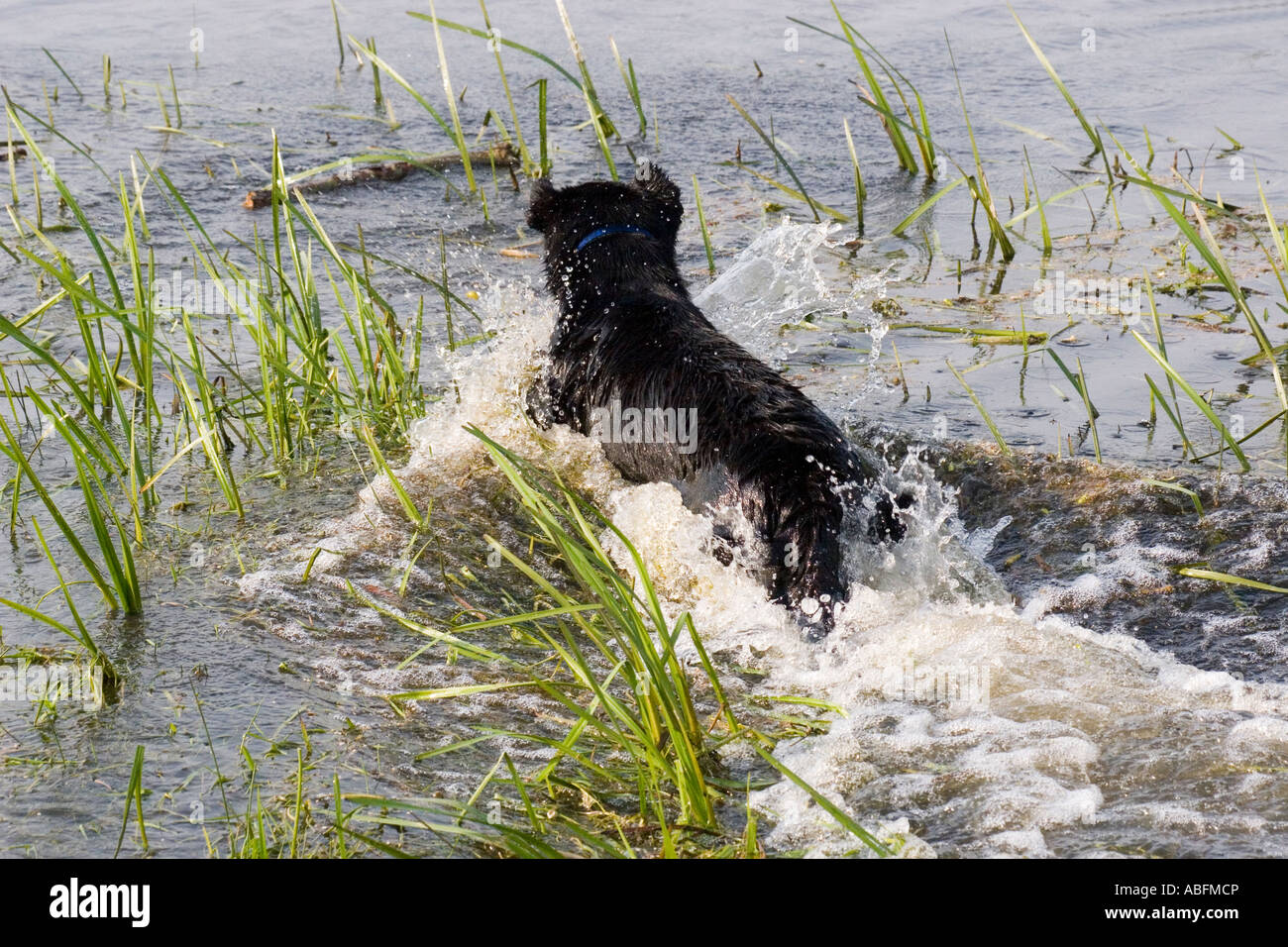 Black labrador cross pup jumping in river Stock Photo - Alamy