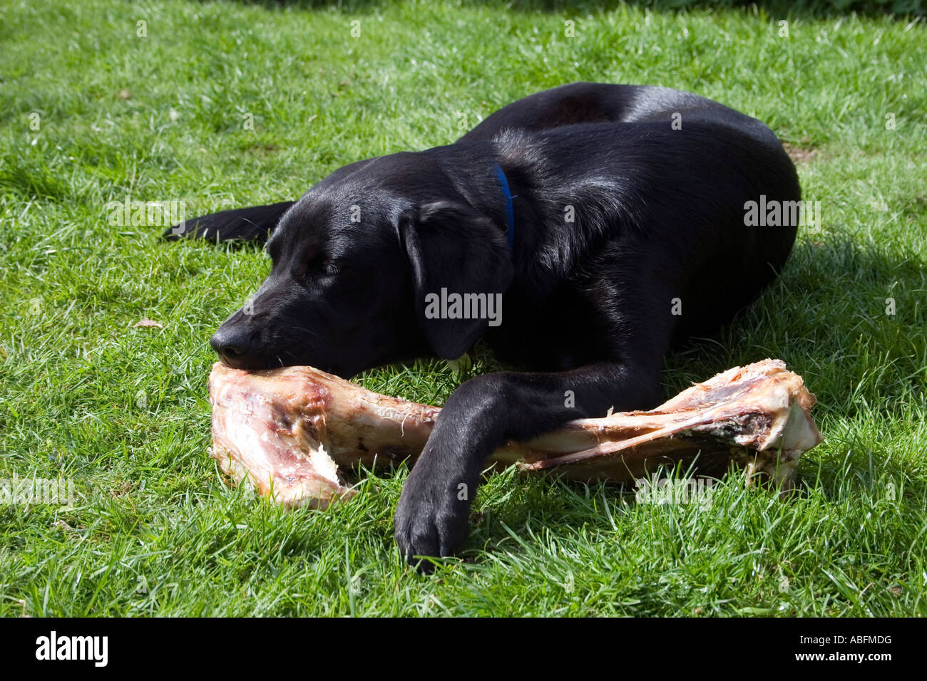 black labrador cross puppy aged 9 months eating huge marrow bone Stock ...